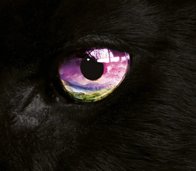 Top Graphic Designers to Follow on Behance | Modern Graphic Designers